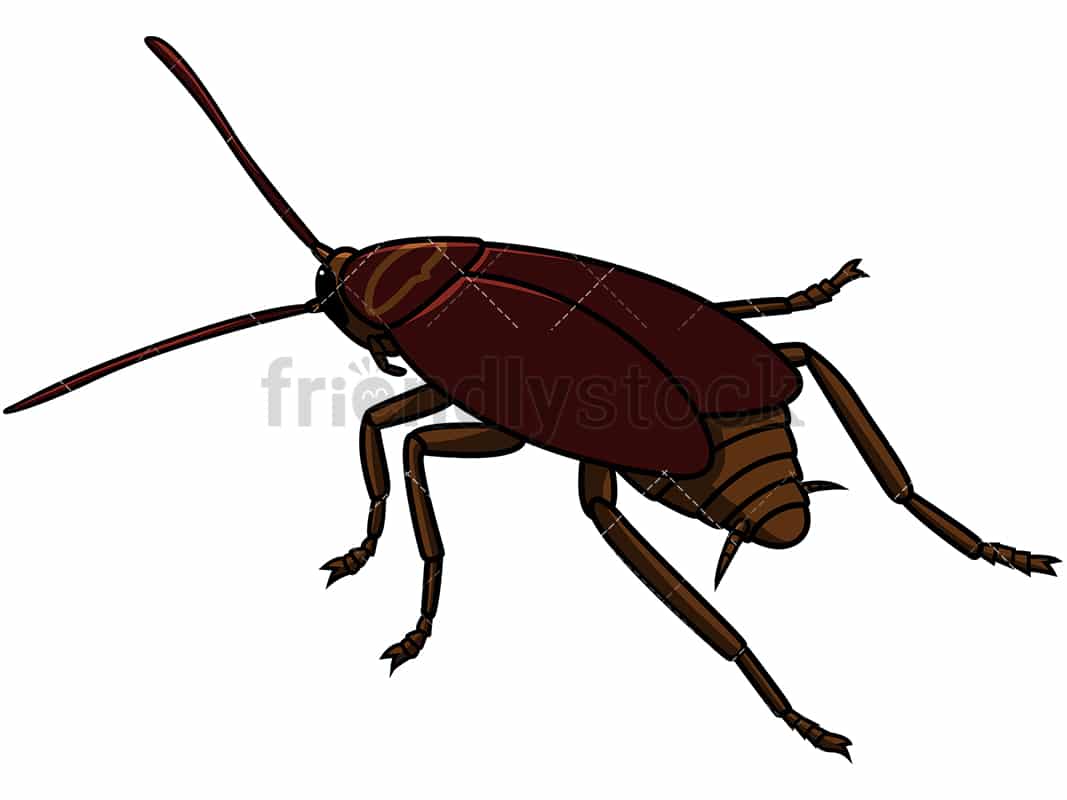 Realistic Cockroaches Cartoon Vector Clipart - FriendlyStock
