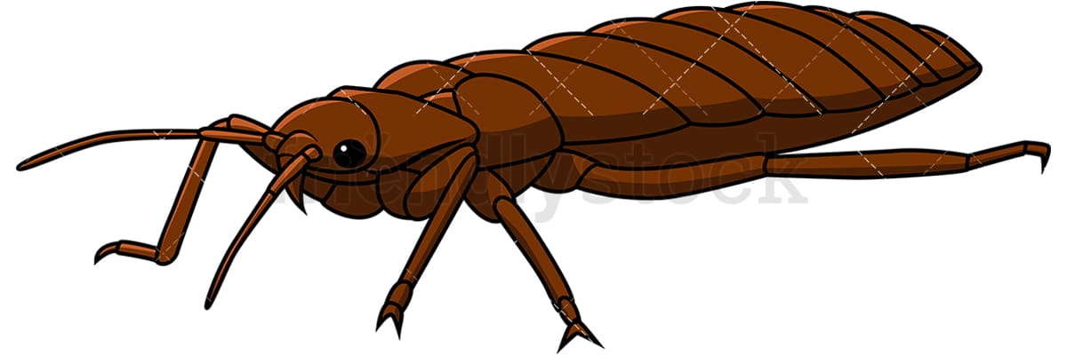 Bed Bug Top View Cartoon Vector Clipart - FriendlyStock