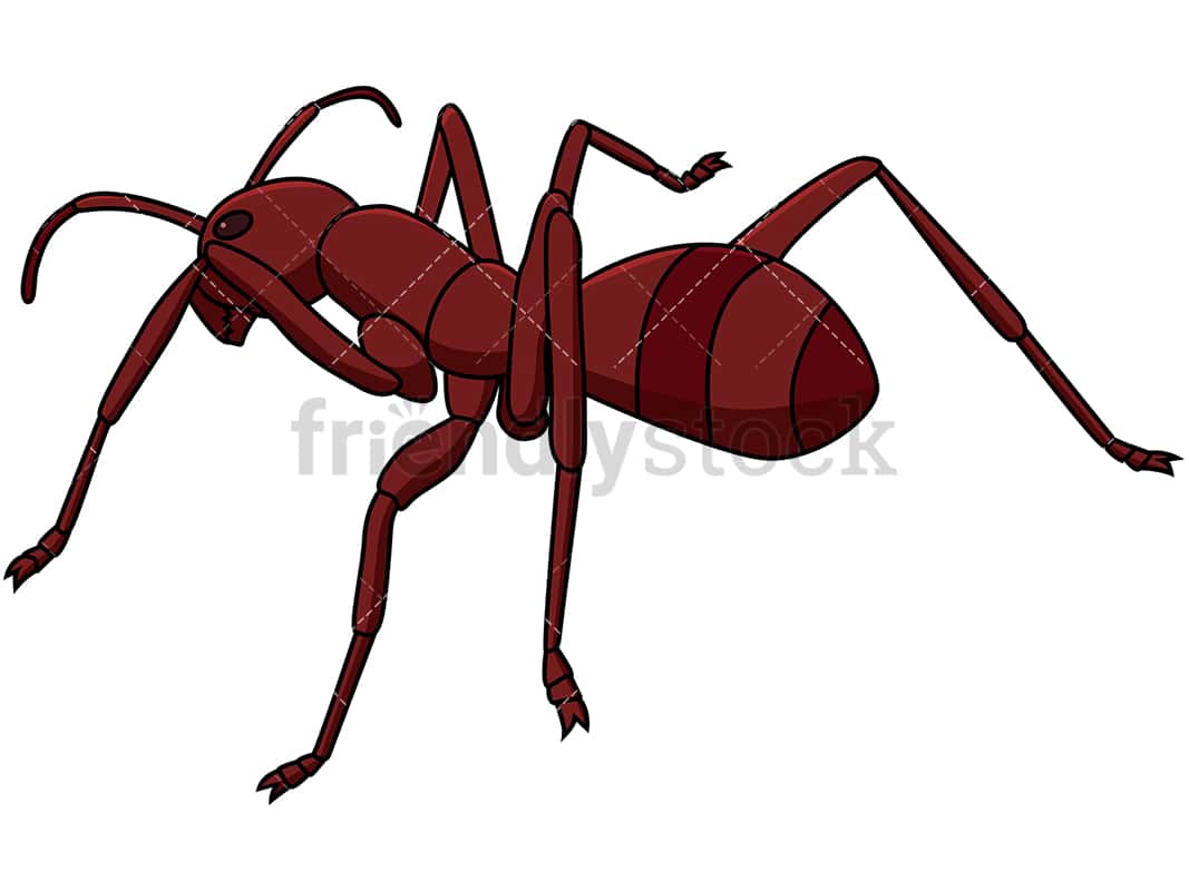 Red Ant Front View Cartoon Vector Clipart - FriendlyStock
