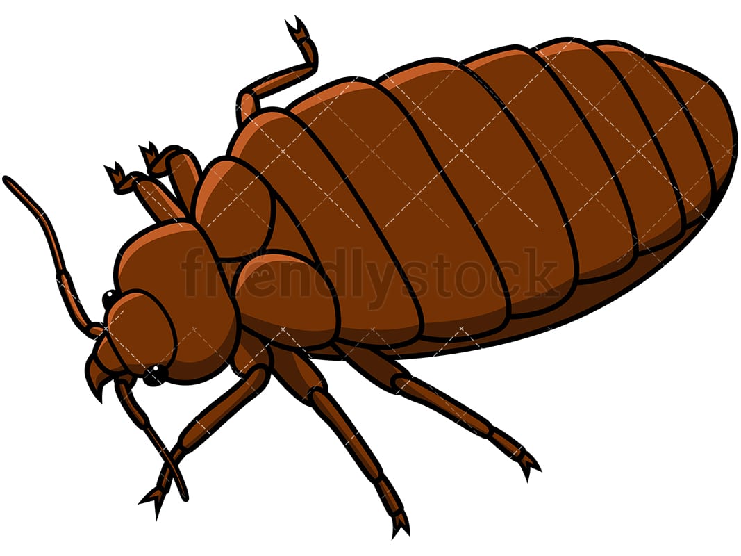 Bed Bug Front View Cartoon Vector Clipart - FriendlyStock