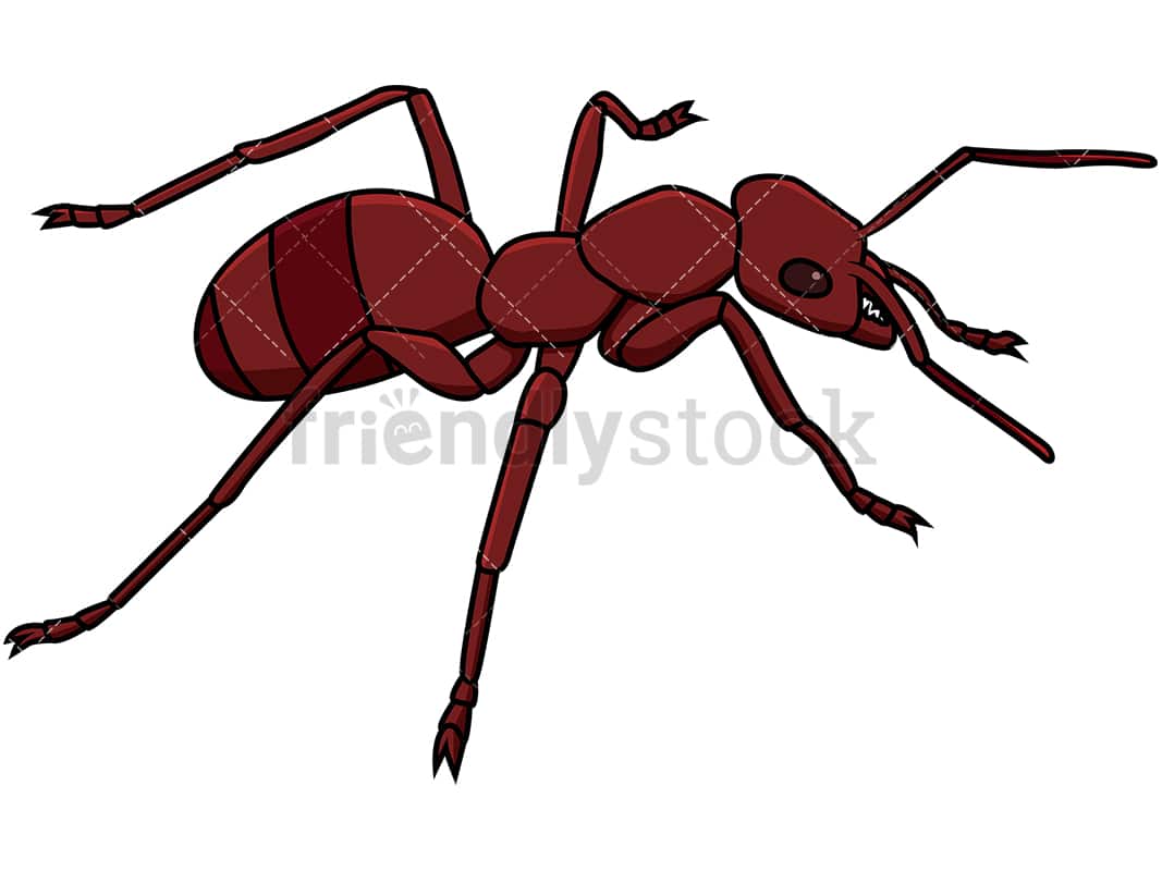 Red Ant Close-Up Cartoon Vector Clipart - FriendlyStock