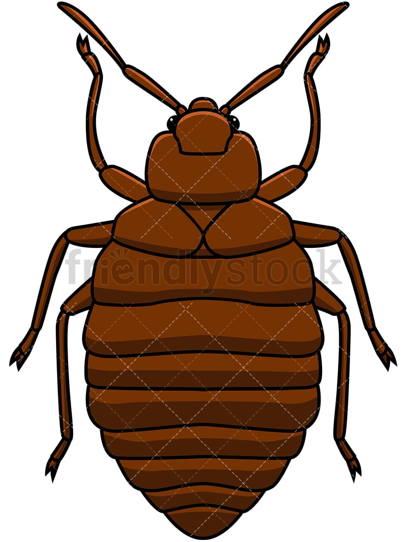 Bed Bug Top Back View Cartoon Vector Clipart - FriendlyStock